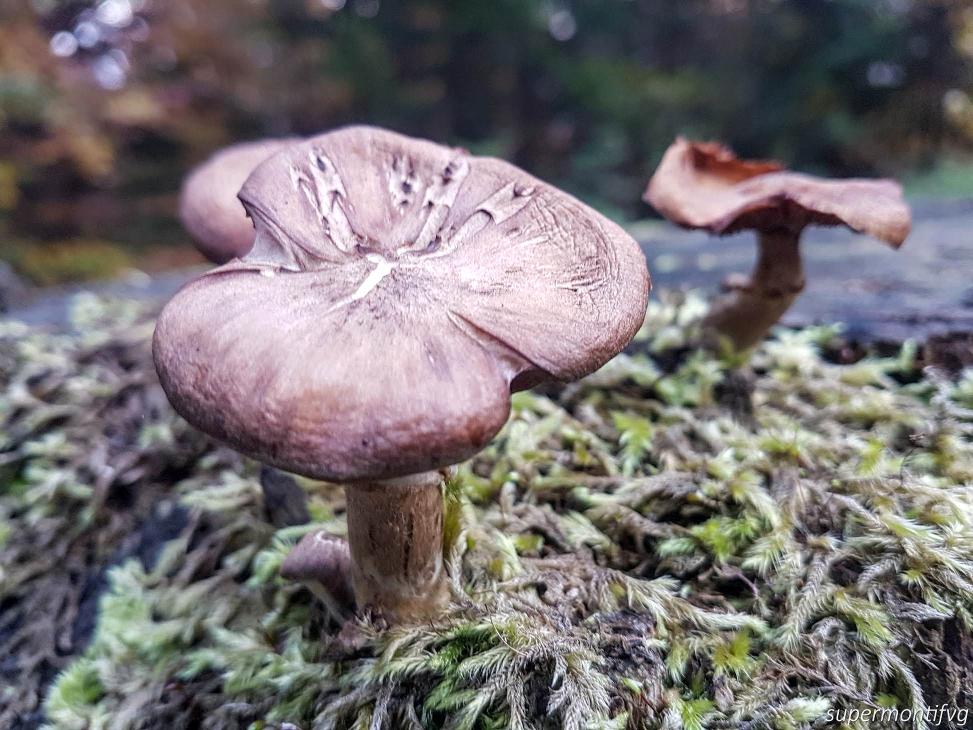 MONTE TINISA DALLA STRADA PER PASSO PURA – SUPERMONTIFVG